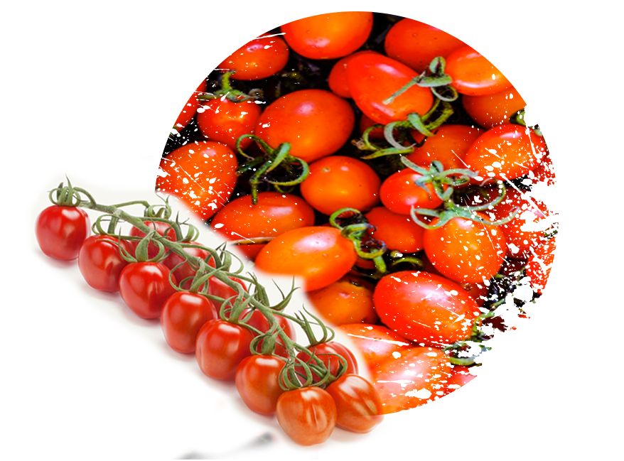 Production and quality – ZINA FRESH